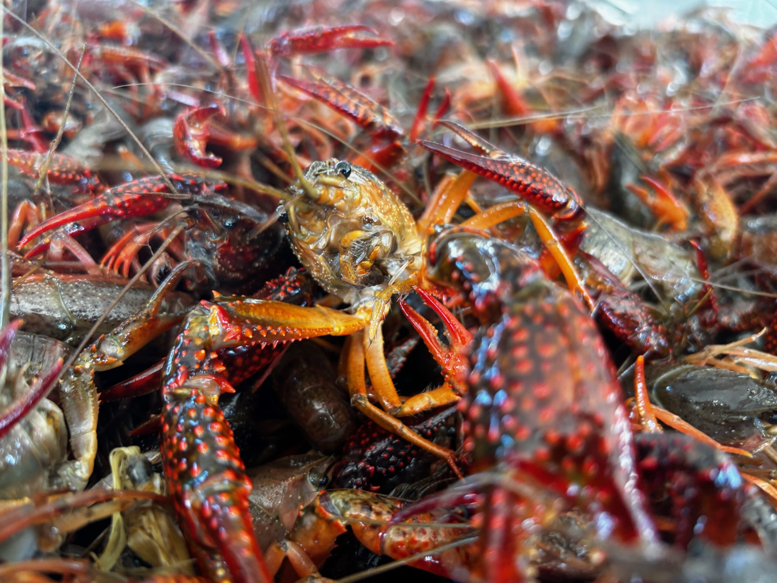 Crawfish industry facing labor shortage – Minden Press-Herald