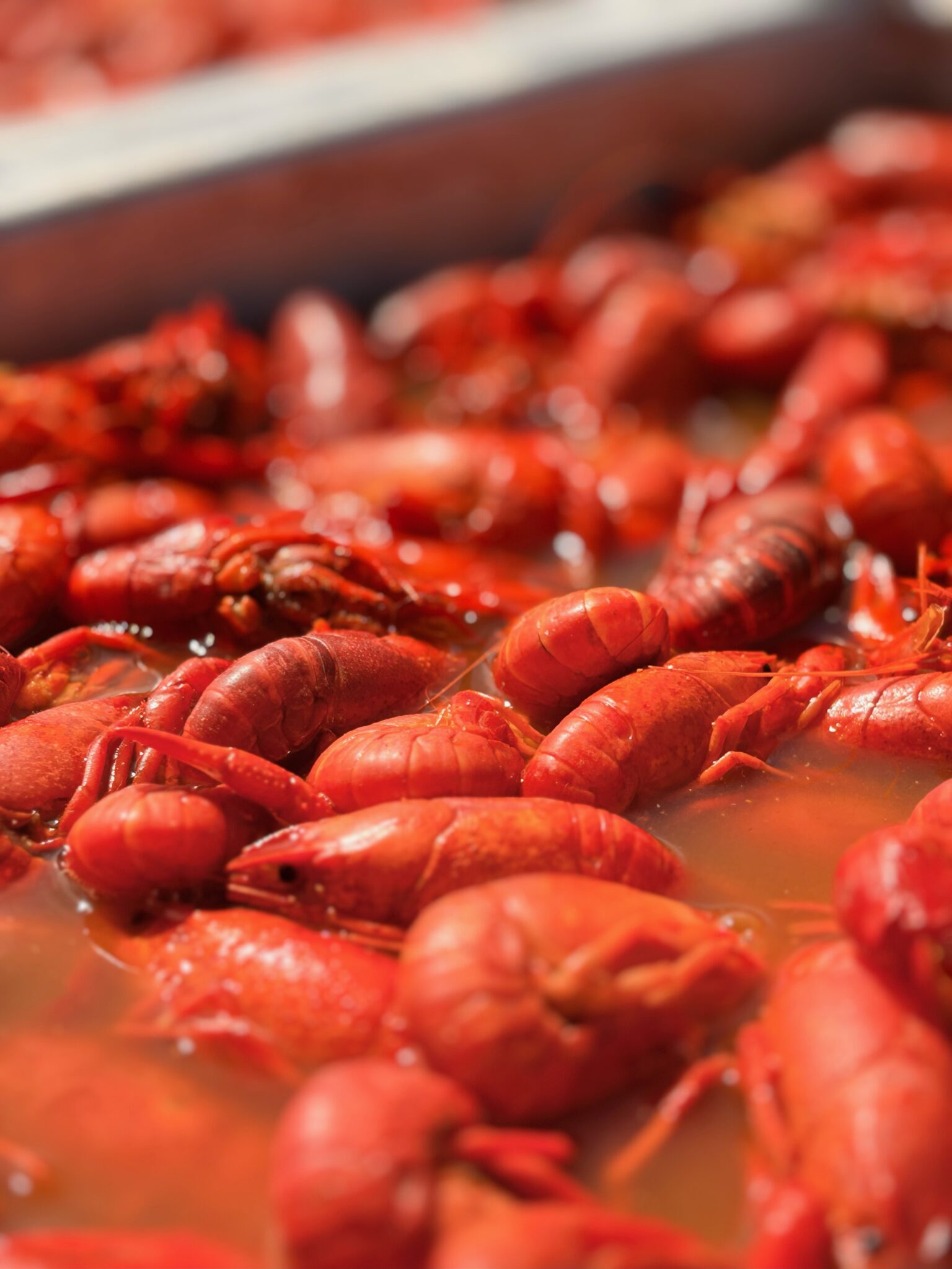 Crawfish industry facing labor shortage – Minden Press-Herald